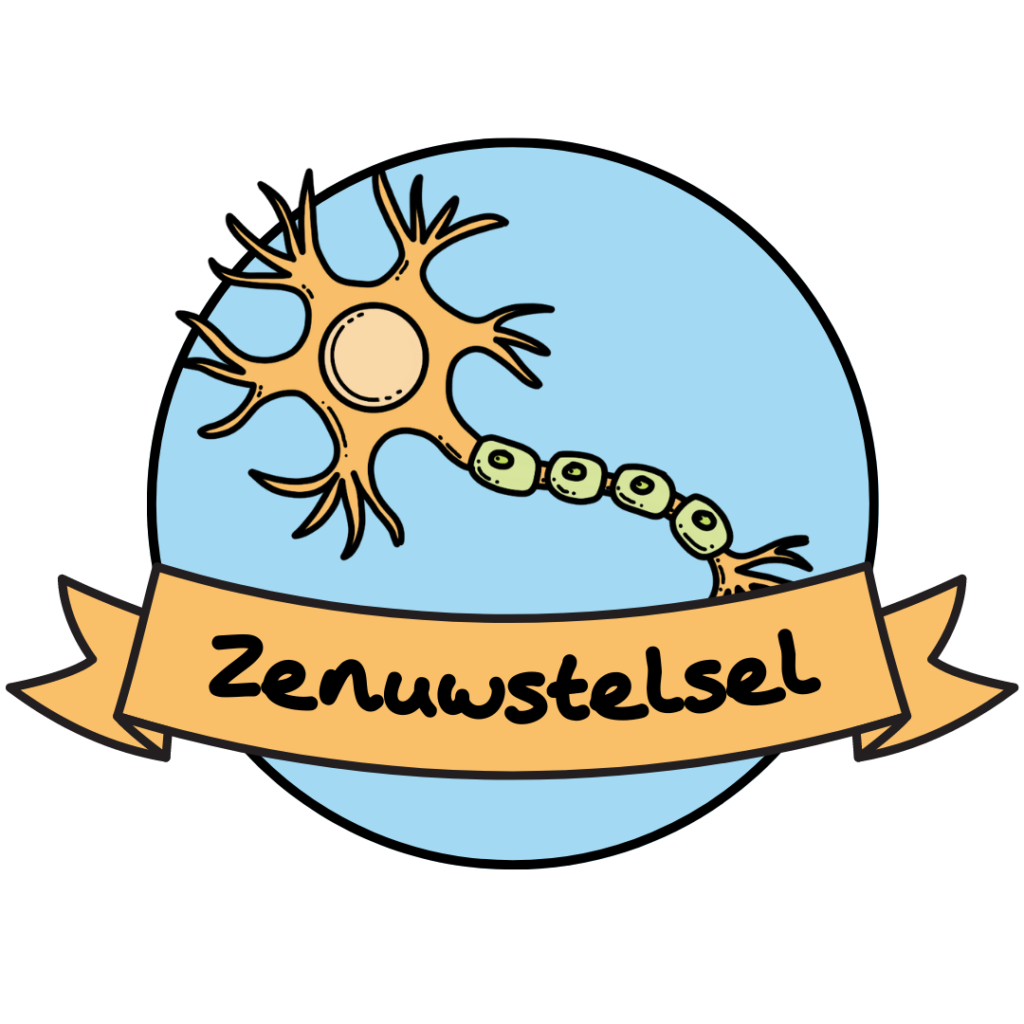 Landing Zenuwstelsel – Juf Danielle Academie